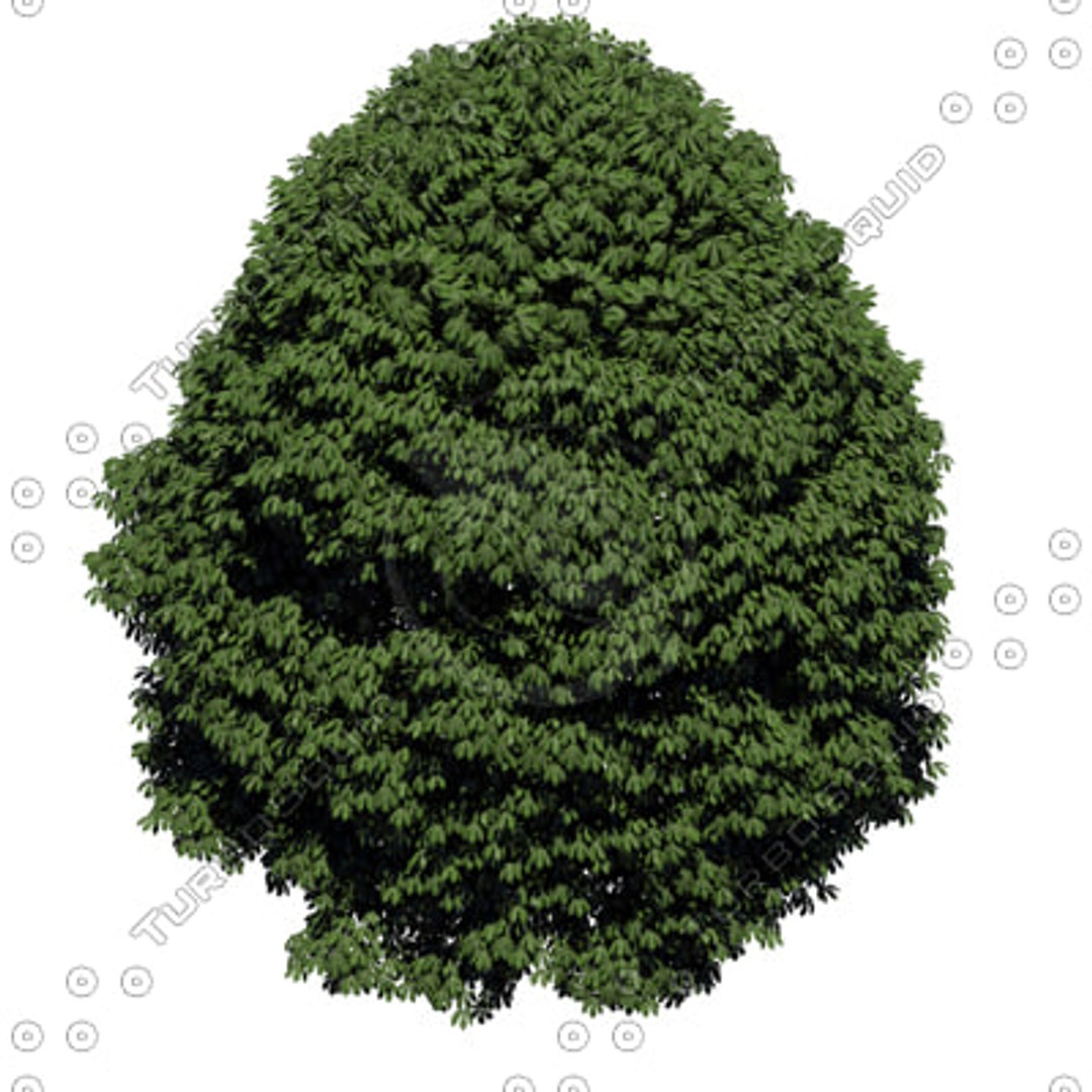 Tree Tops 01.psd - TurboSquid 497861