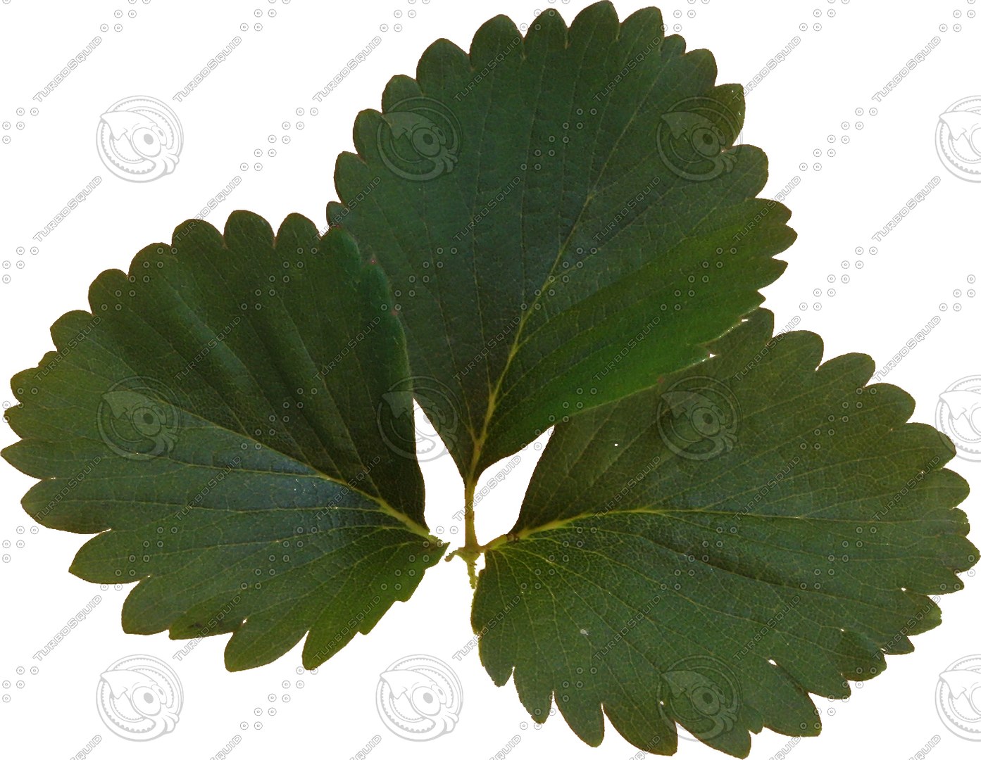 Strawberry leaves - TurboSquid 547734