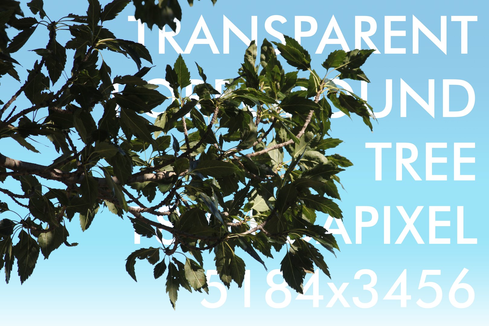 Foreground Tree023 - TurboSquid 565249