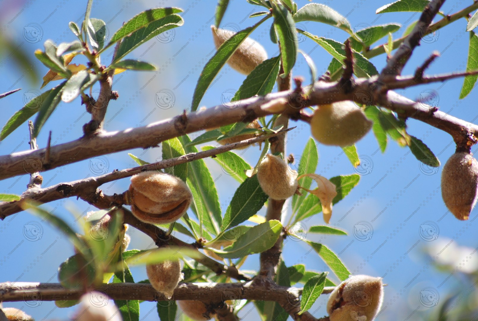 Almond Tree - TurboSquid 578289