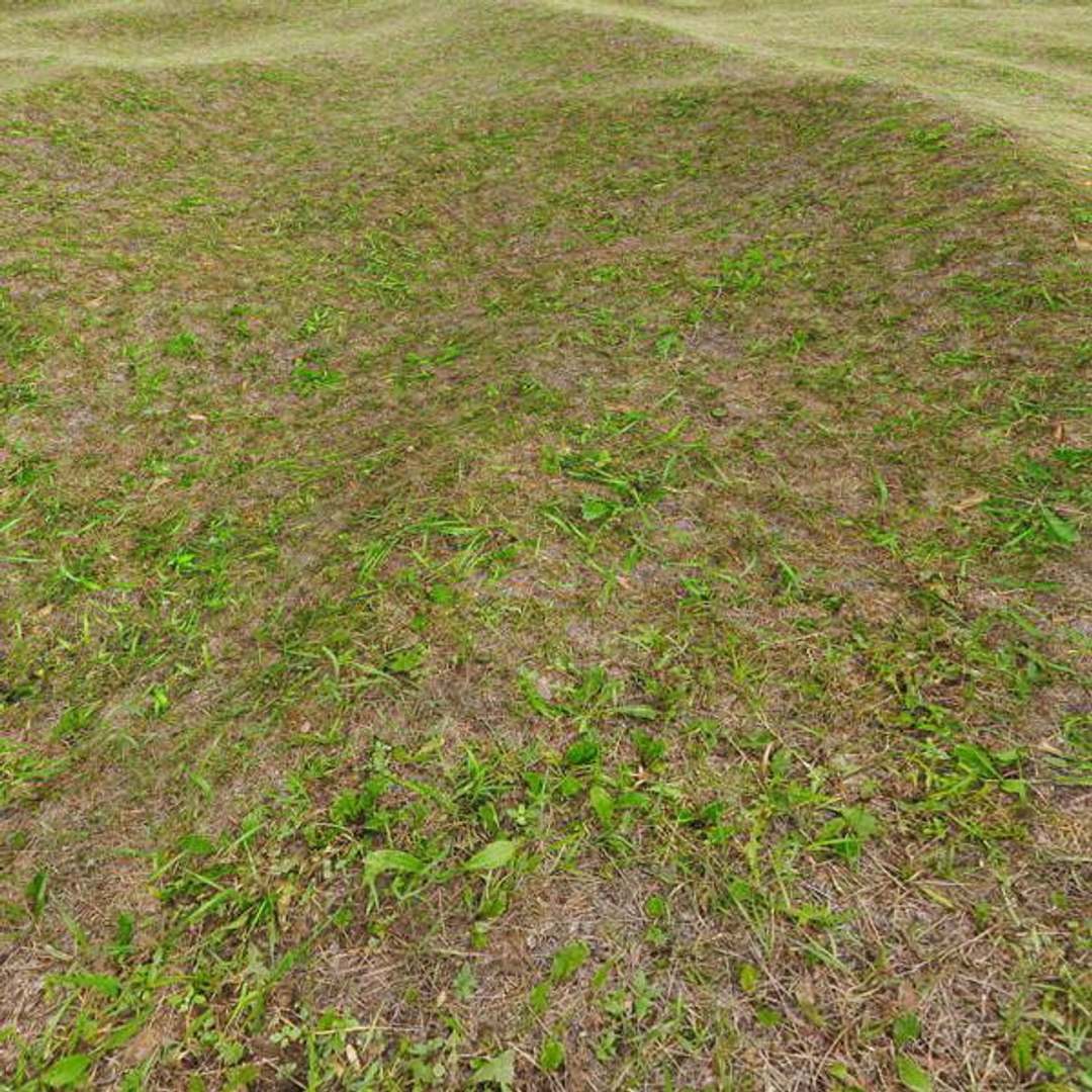 Grass Textures vol.10 - TurboSquid 556724