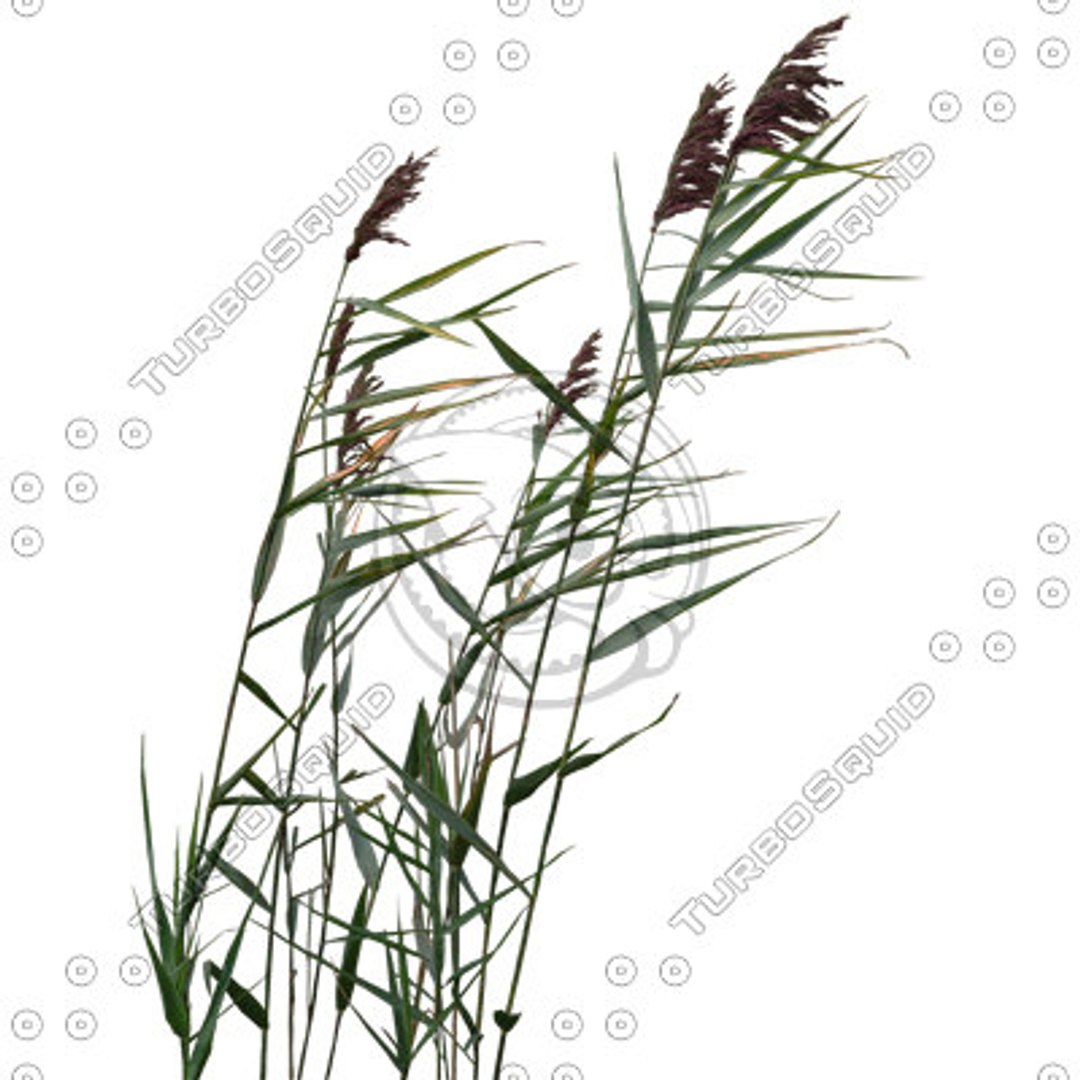 Grass_26 - TurboSquid 562288