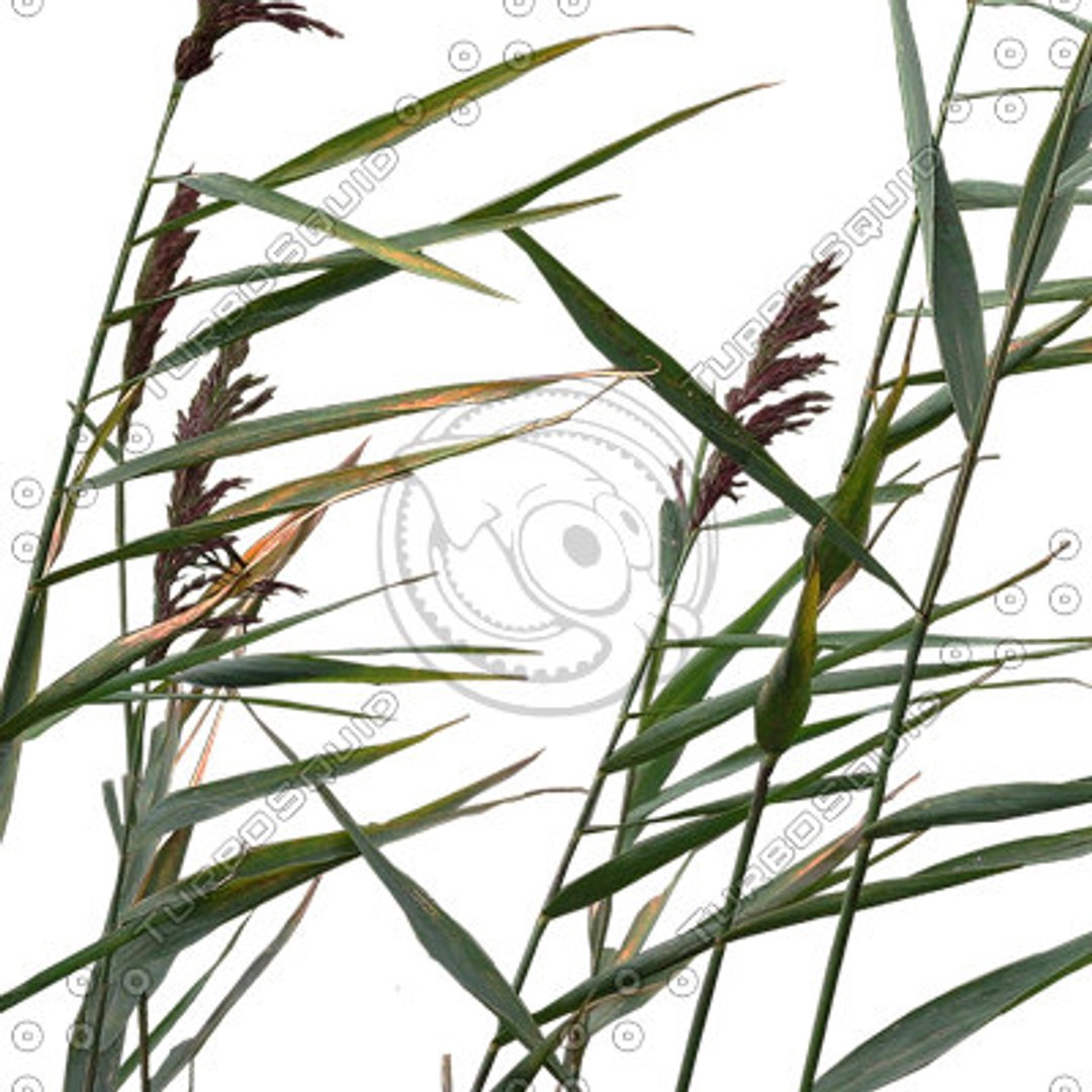 Grass_26 - TurboSquid 562288