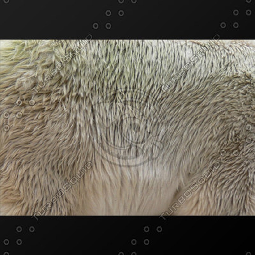 Fur Collection - TurboSquid 548121