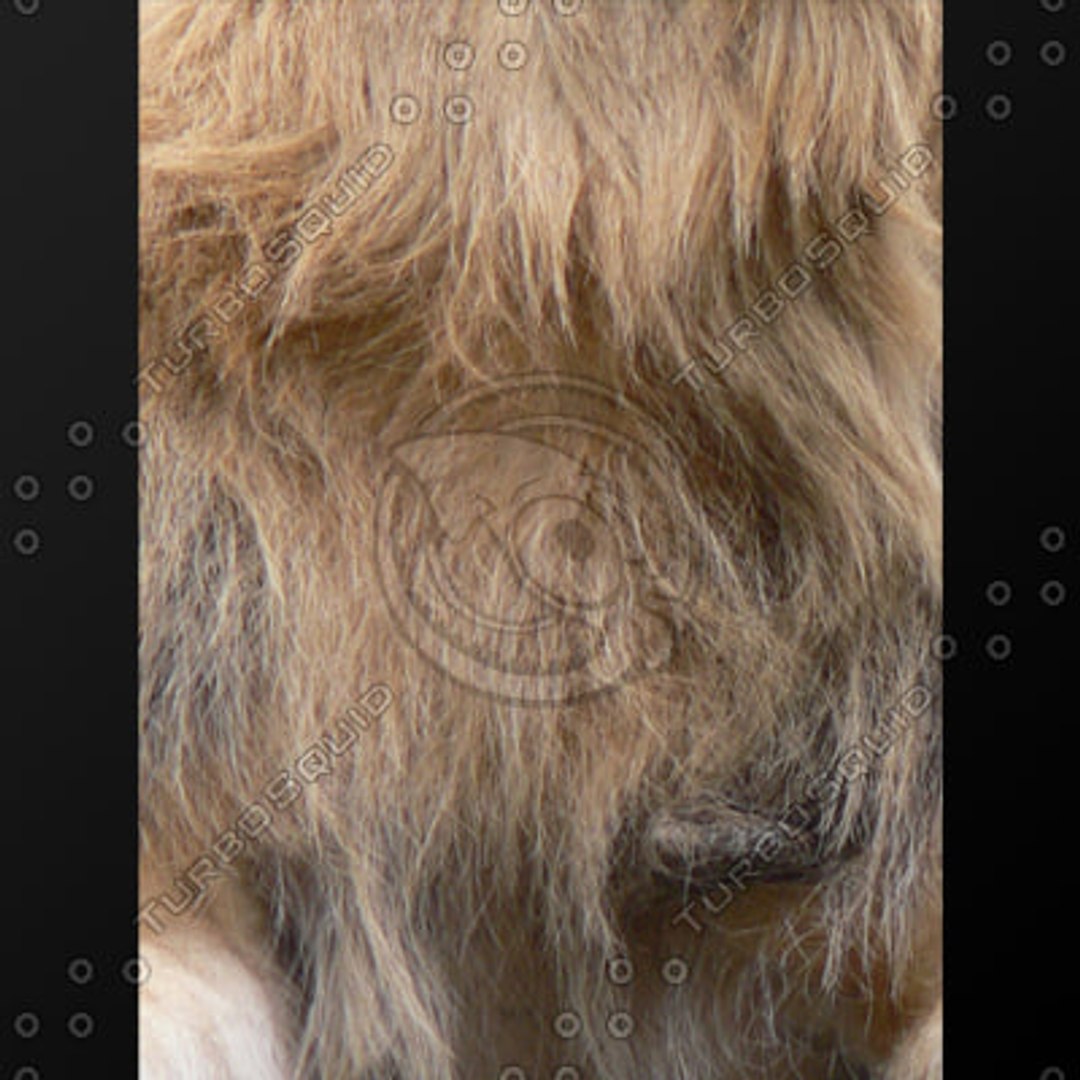 Fur Collection - TurboSquid 548121