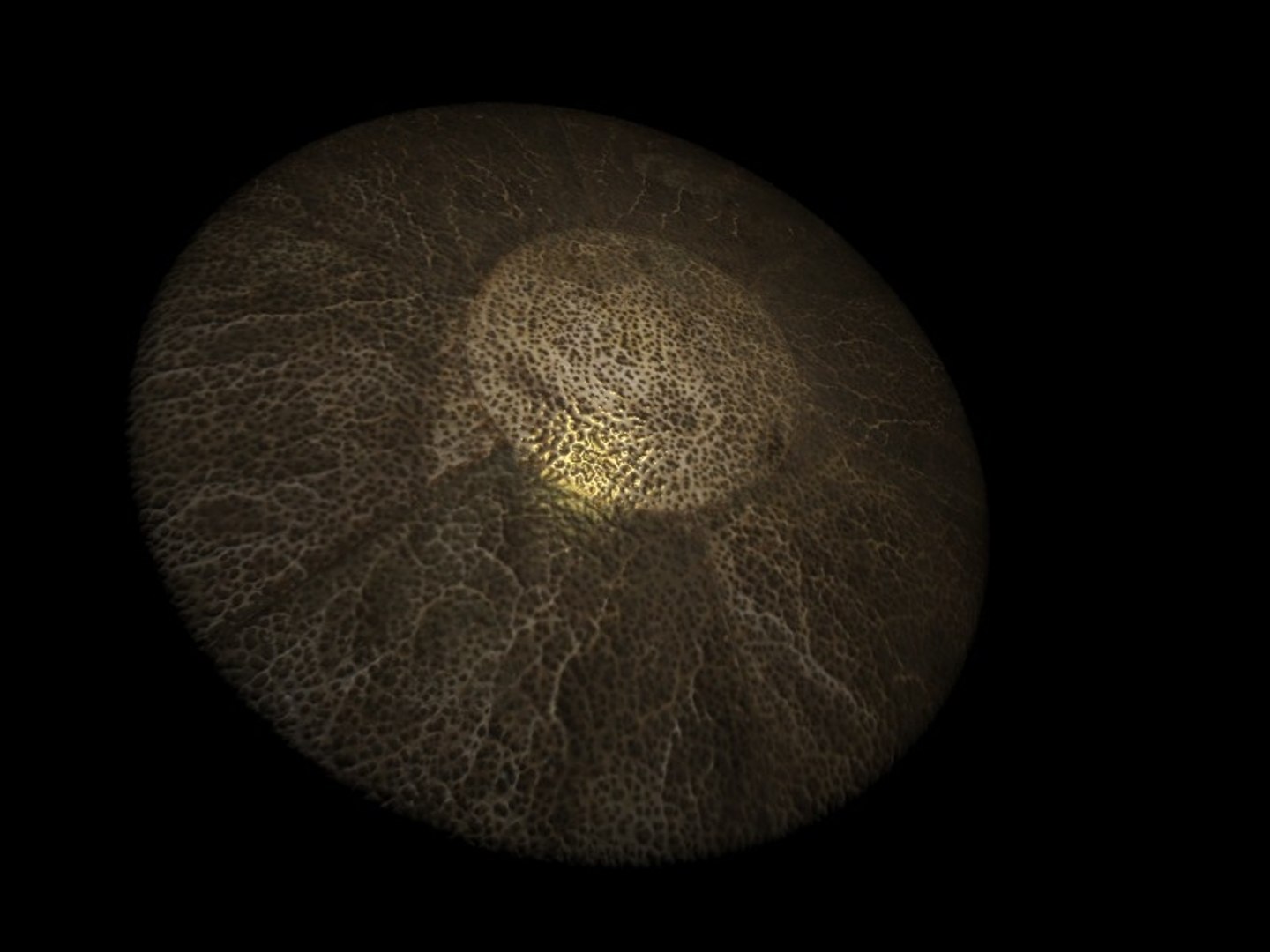 Hammered Metal Shield - TurboSquid 572486