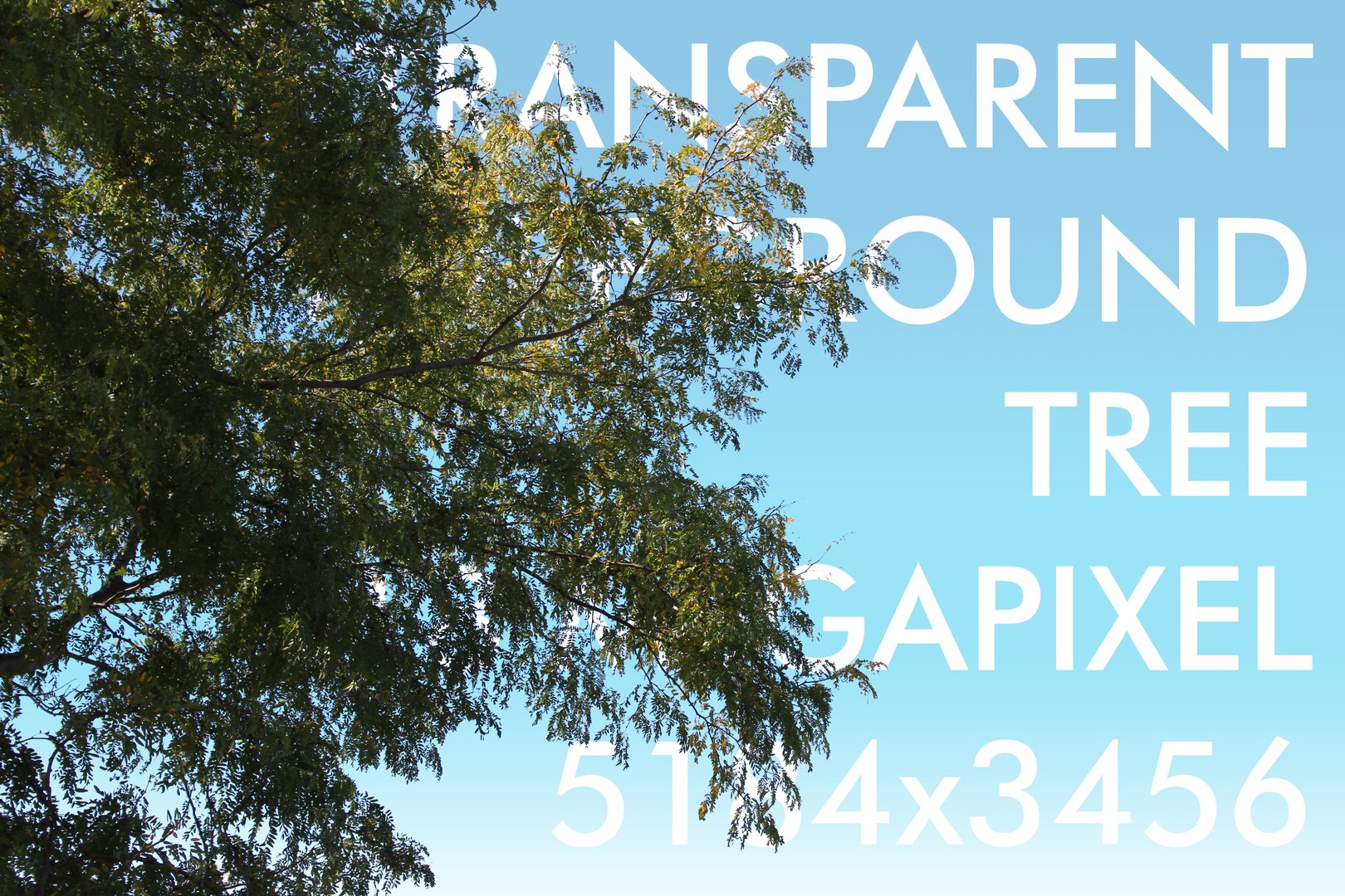 Foreground Tree017 - TurboSquid 565601