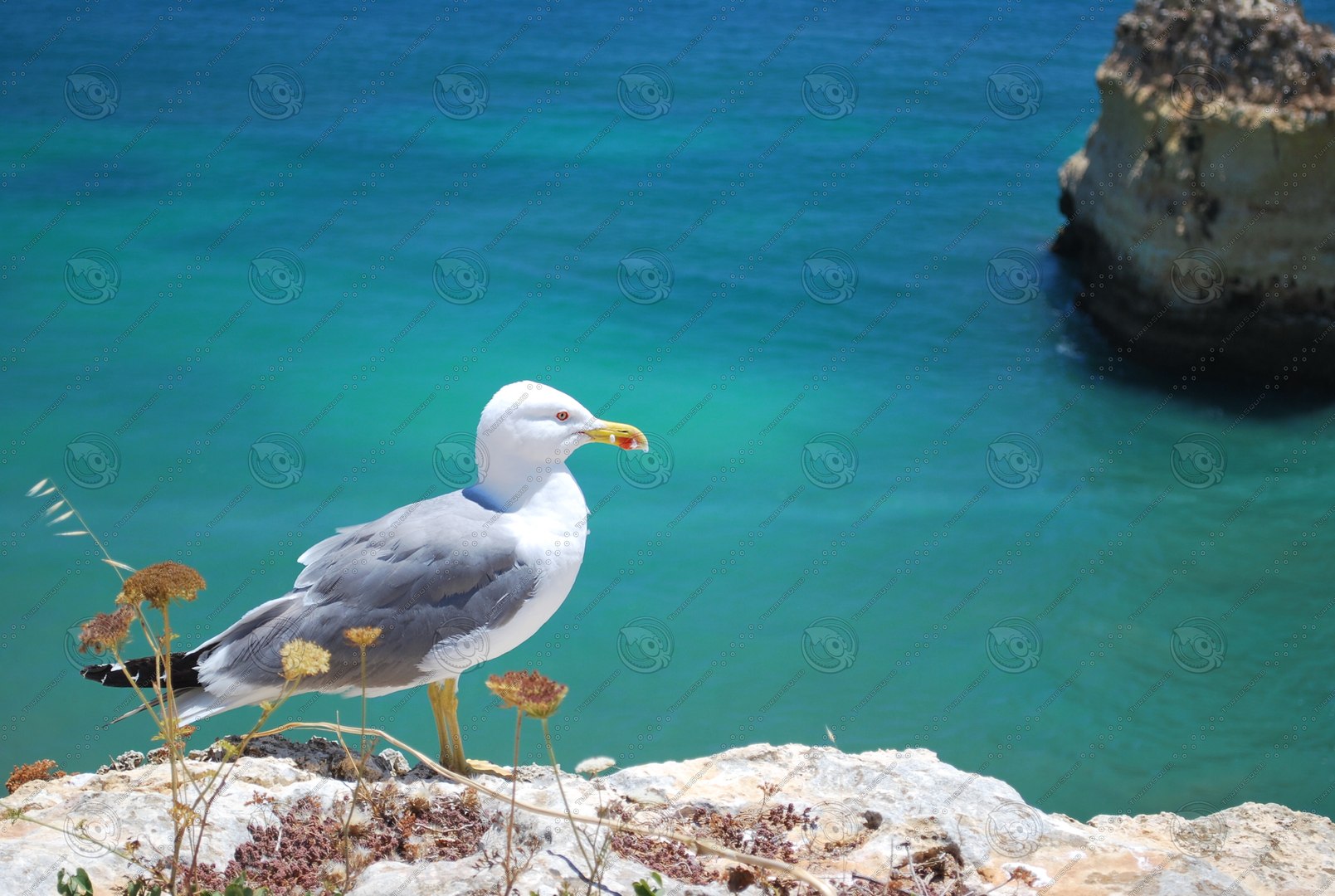 Bird_Seagull_0001 - TurboSquid 580702