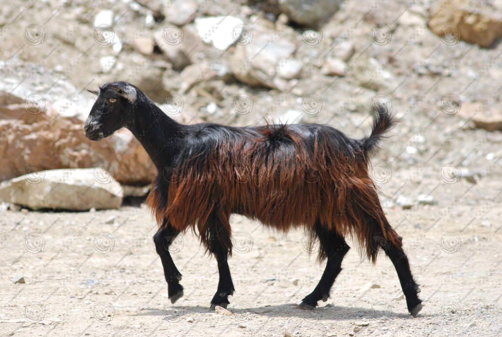 Animal_Goat_0003 - TurboSquid 608569