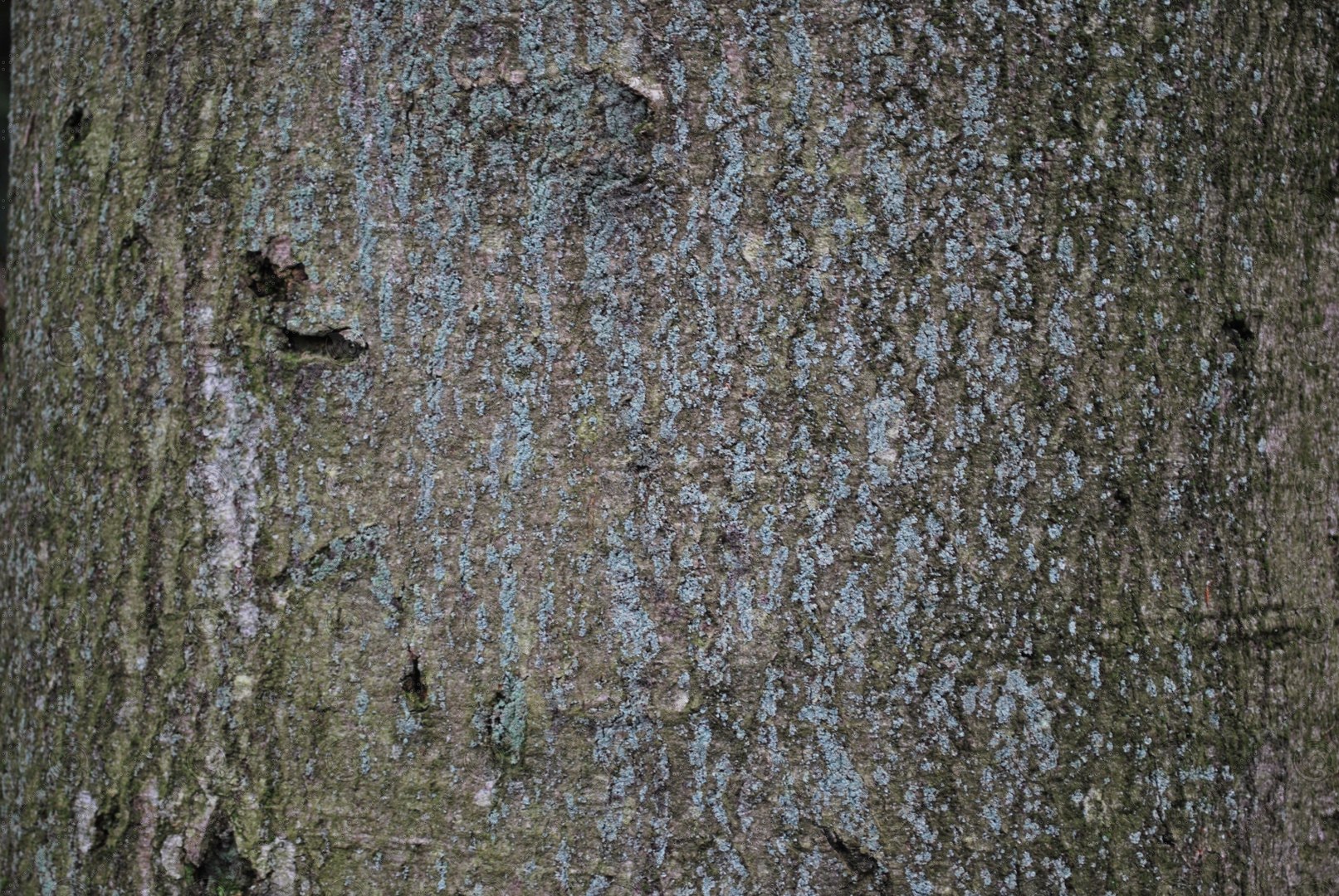 Bark_Texture Pack_0001 - TurboSquid 581458