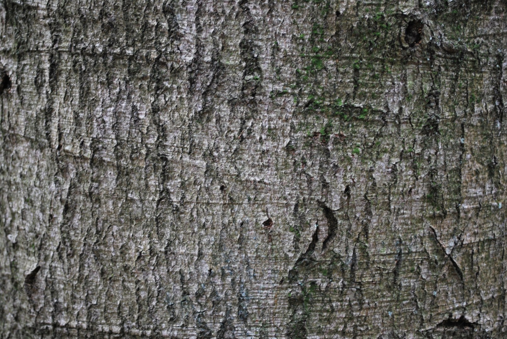 Bark_Texture Pack_0001 - TurboSquid 581458