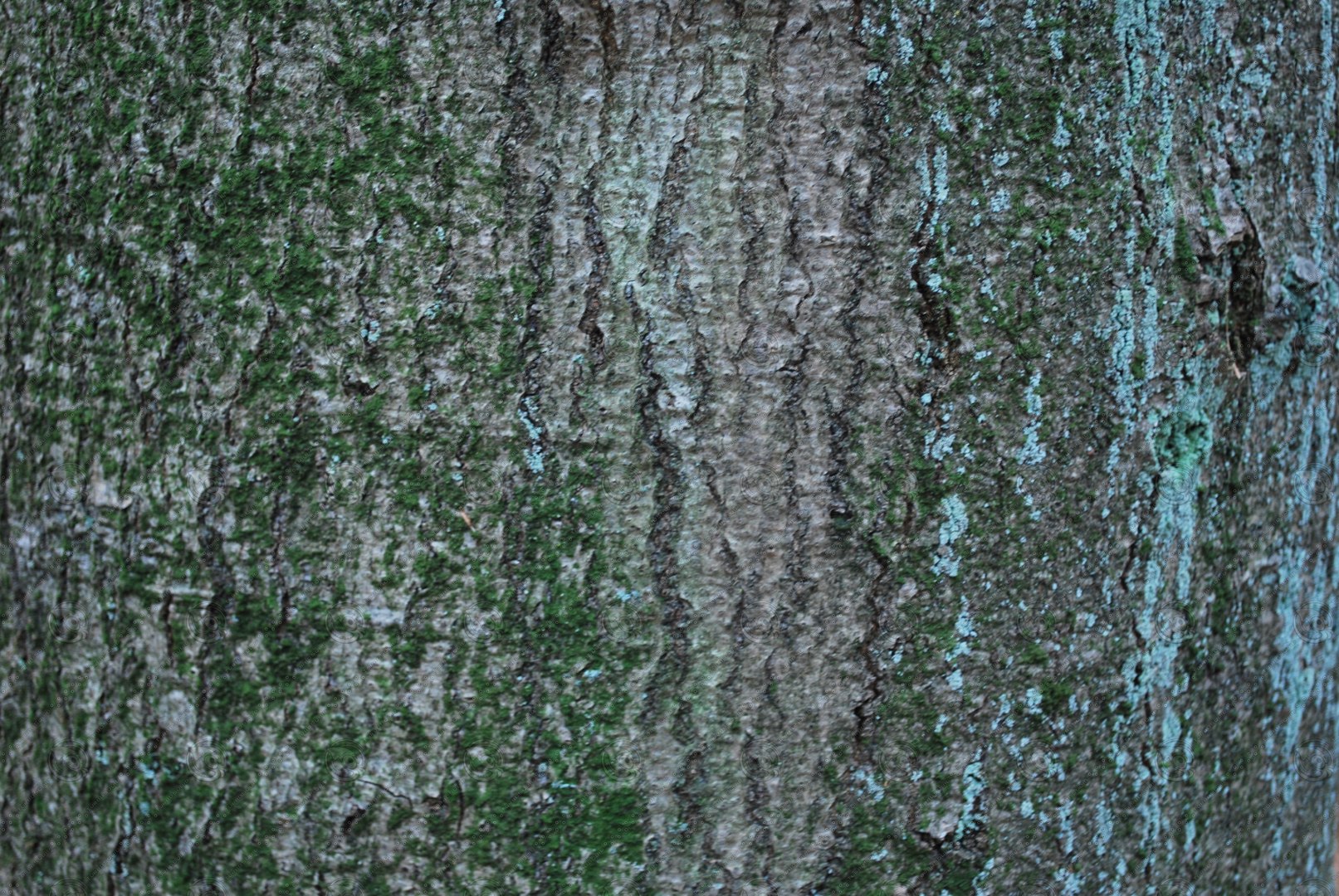 Bark_Texture Pack_0001 - TurboSquid 581458