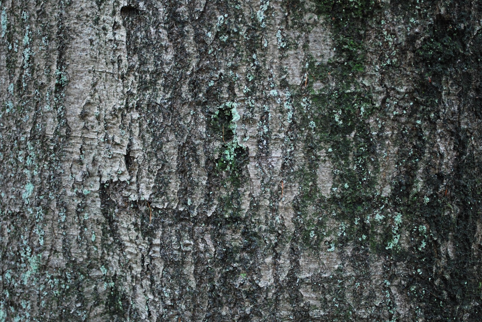 Bark_Texture Pack_0001 - TurboSquid 581458
