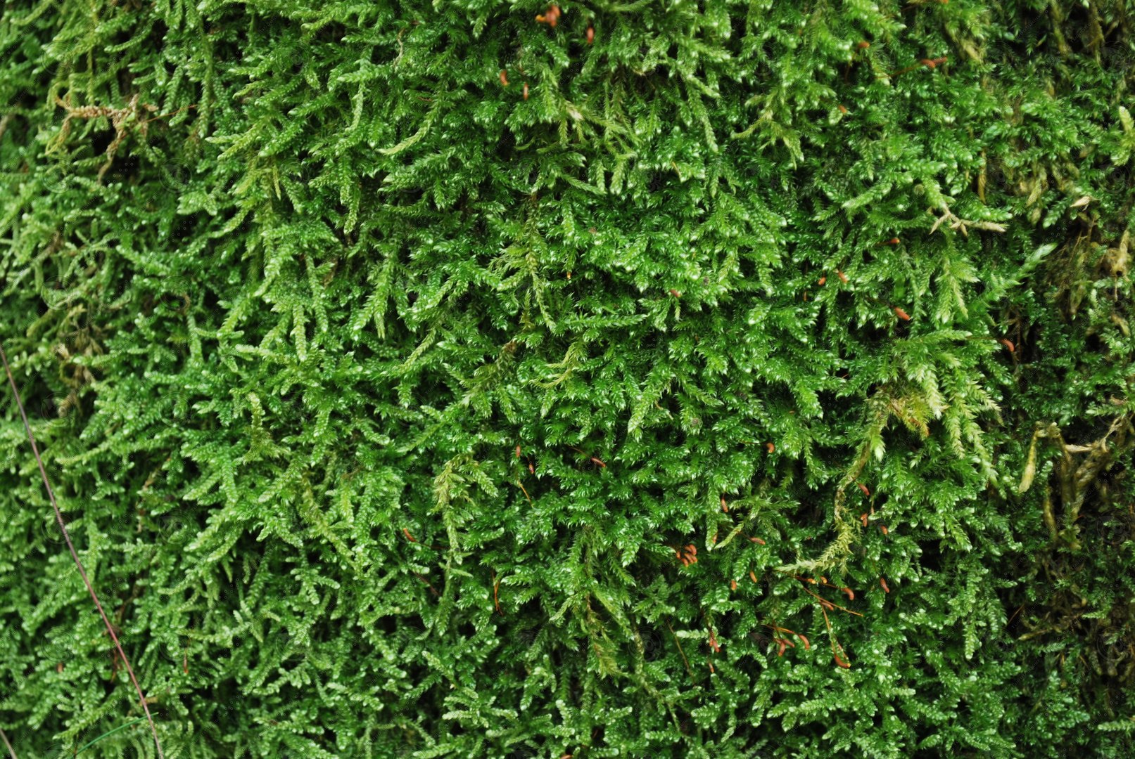Moss_Texture Pack (3) - TurboSquid 581522