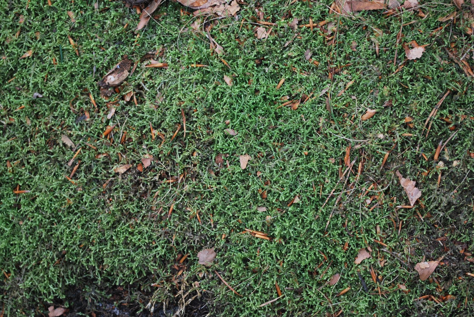 Moss_Texture Pack (3) - TurboSquid 581522