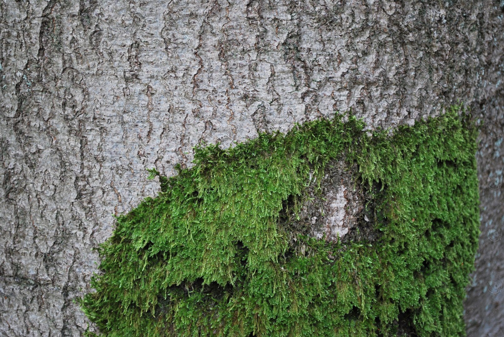 Moss_Texture Pack (3) - TurboSquid 581522