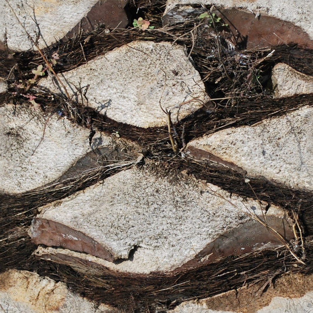 Palm Tree Texture - TurboSquid 641959