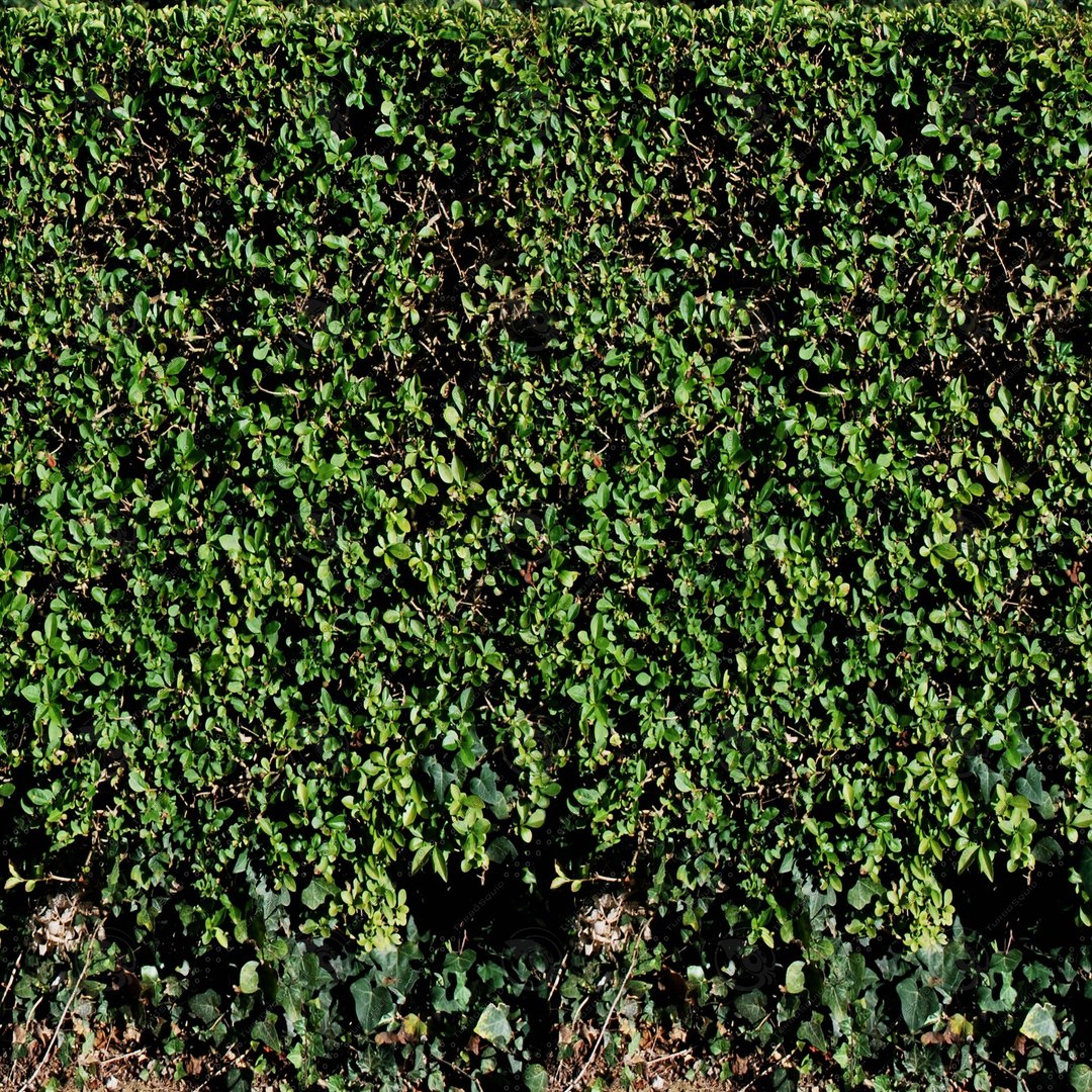 Hedge Texture - TurboSquid 632720