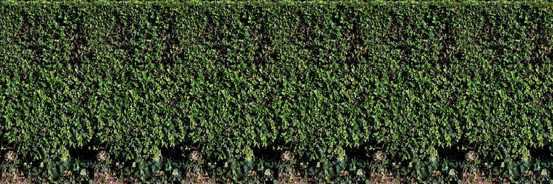 Hedge Texture - TurboSquid 632720