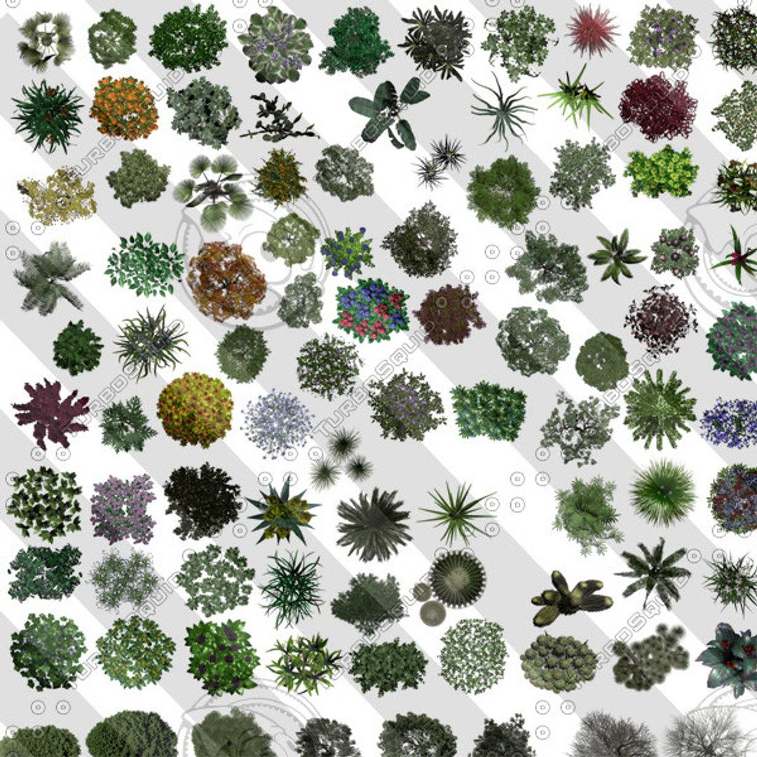Plant Plan View Mega Pack - TurboSquid 642997