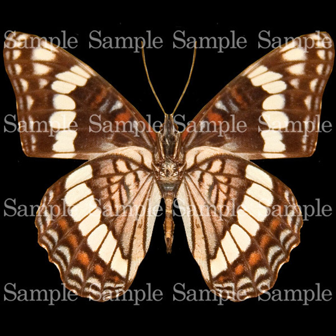 Insect Texture Pack 1 - TurboSquid 648022