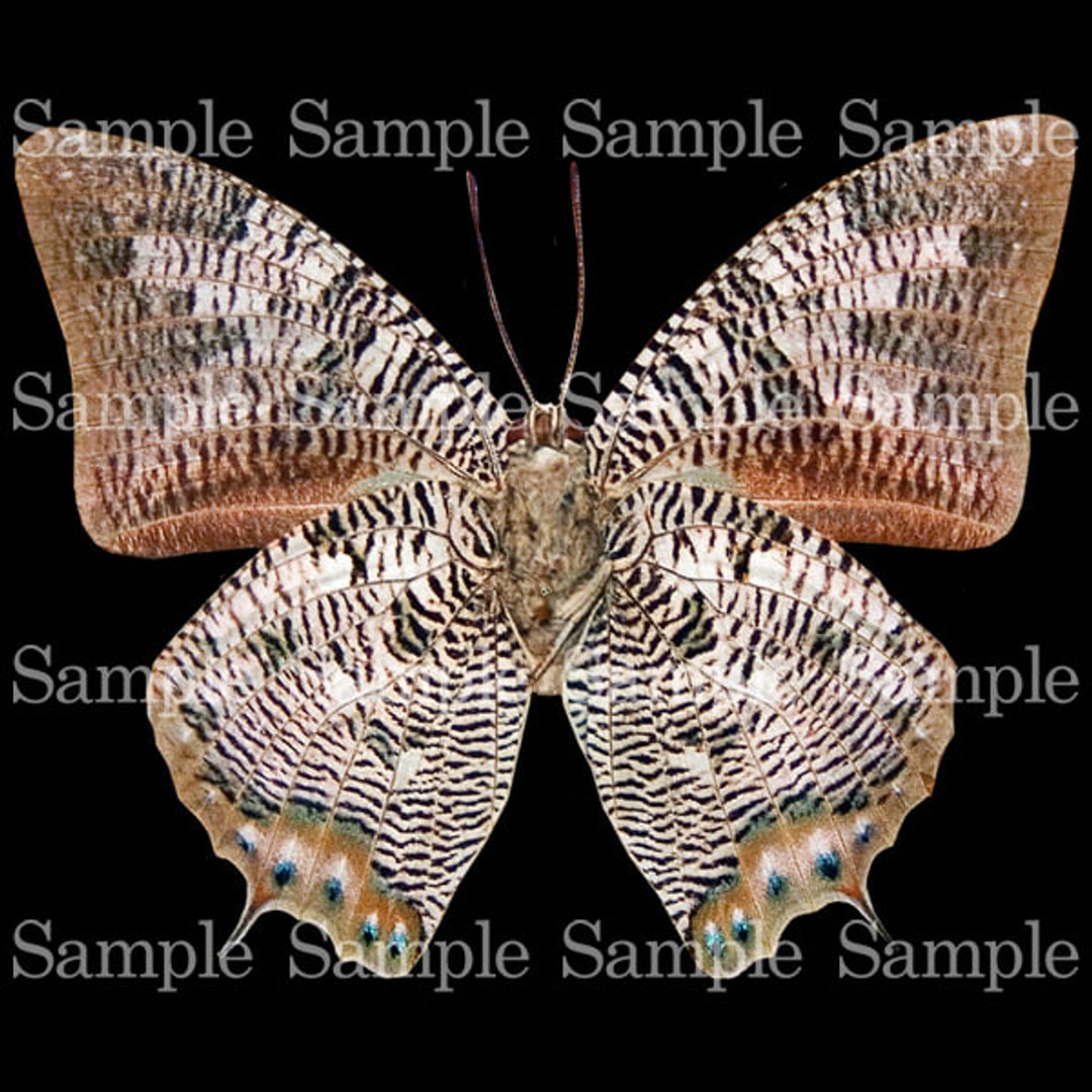 Insect Texture Pack 1 - TurboSquid 648022