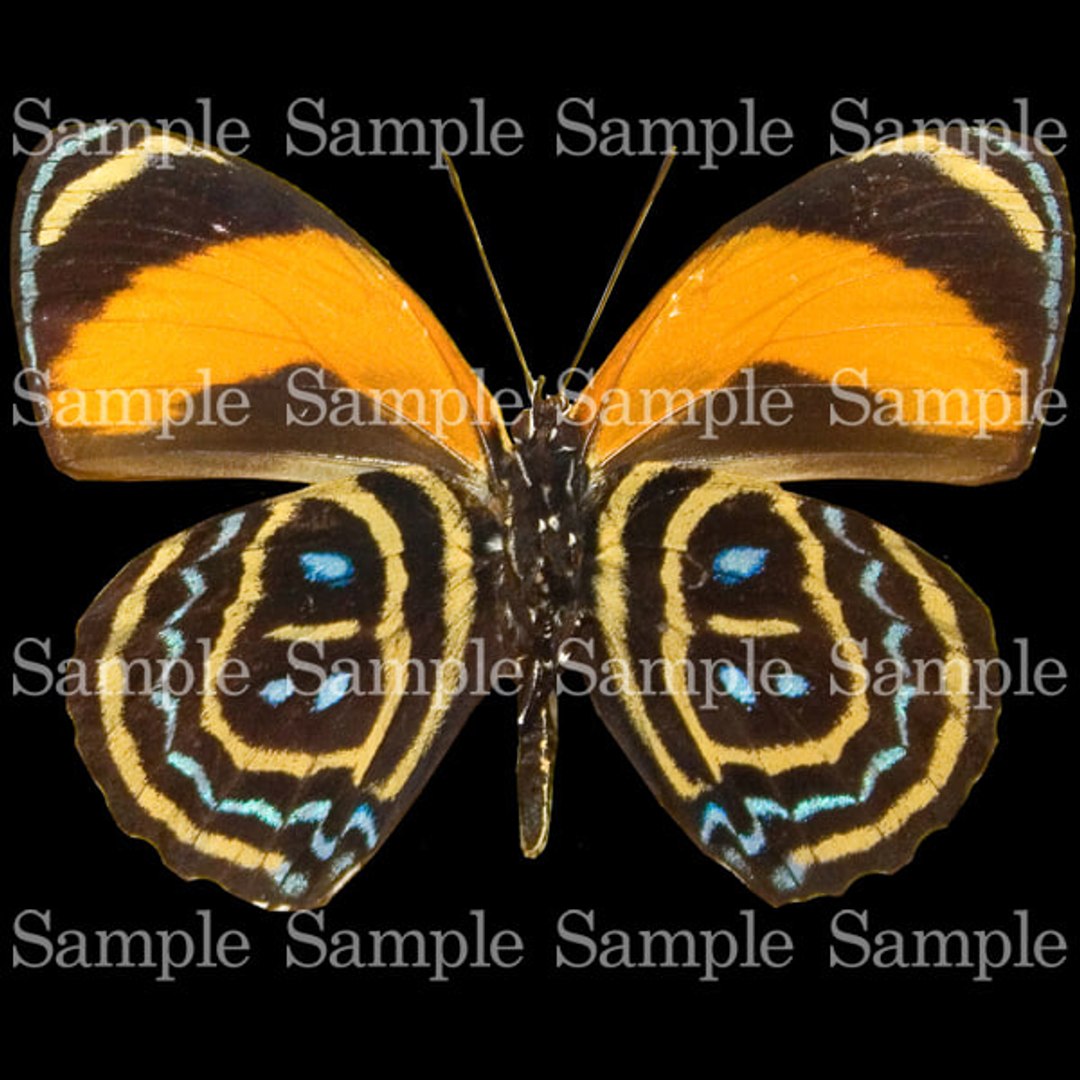 Insect Texture Pack 1 - TurboSquid 648022