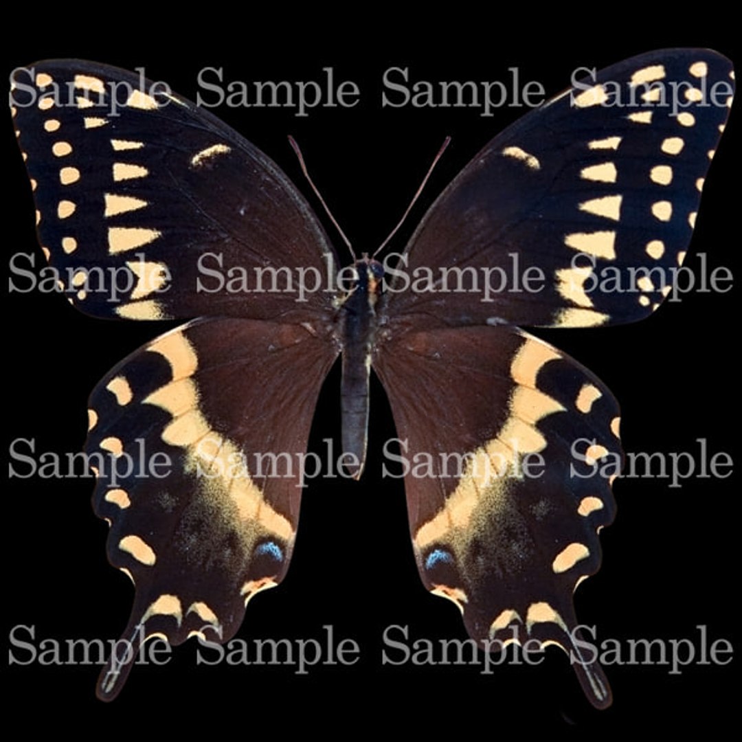 Insect Texture Pack 1 - TurboSquid 648022