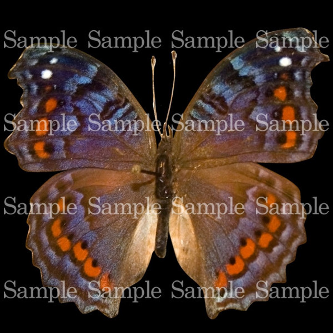 Insect Texture Pack 1 - TurboSquid 648022