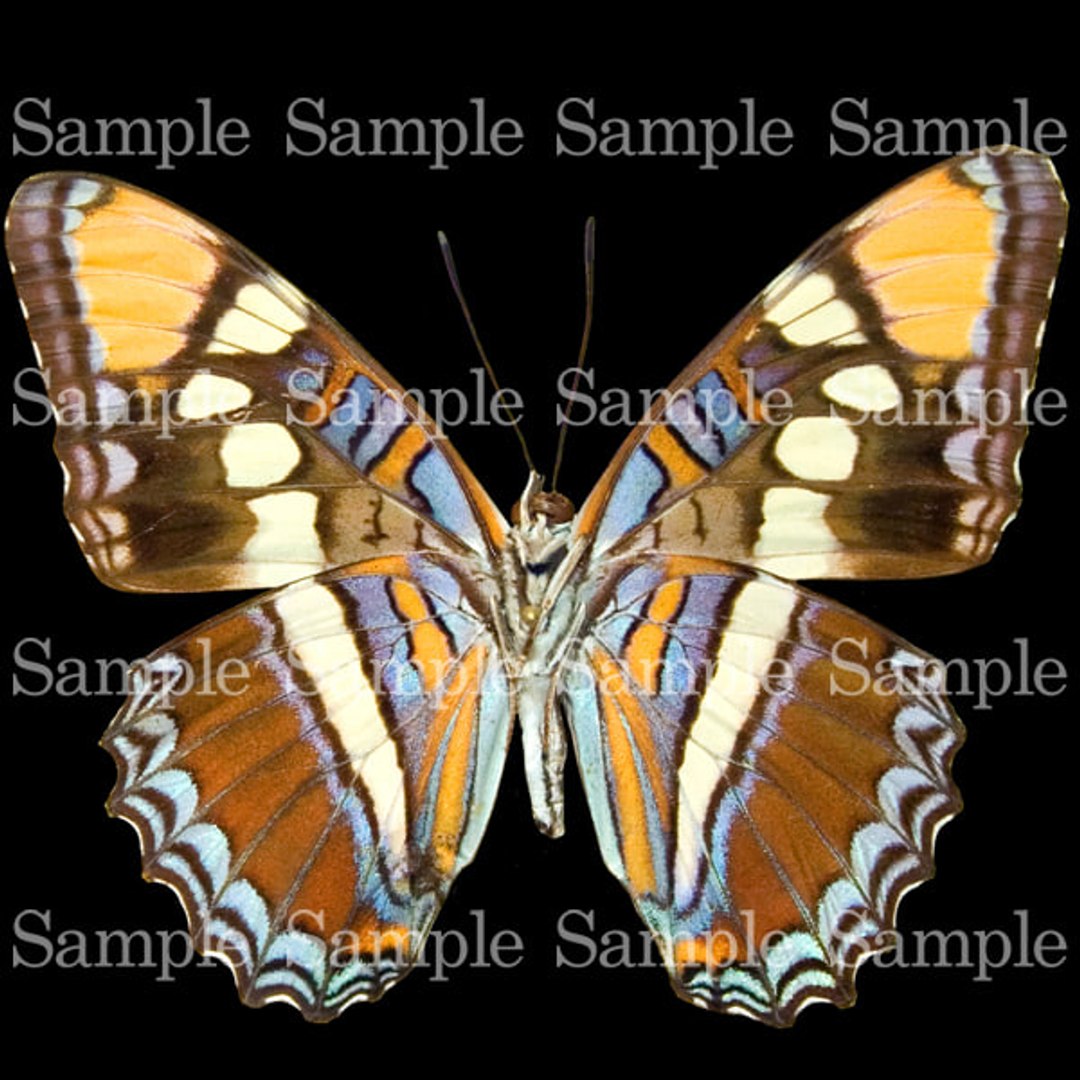 Insect Texture Pack 1 - TurboSquid 648022