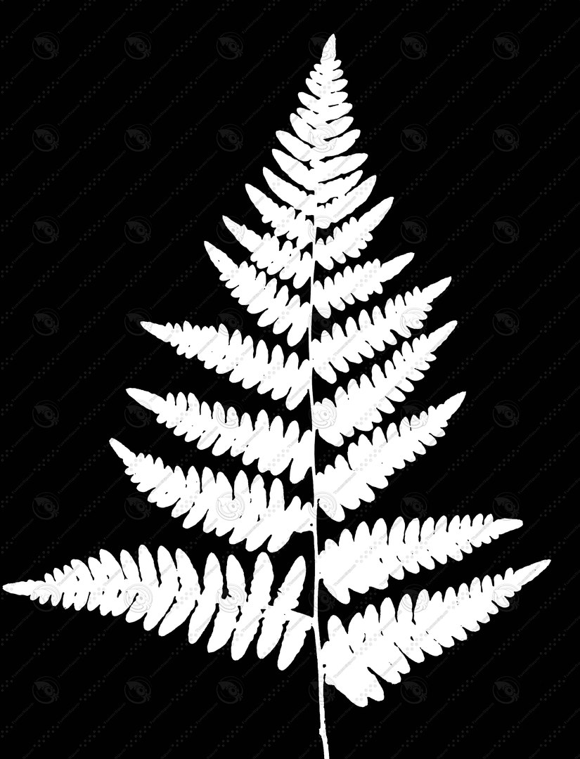 Dead Fern 01 - TurboSquid 636180