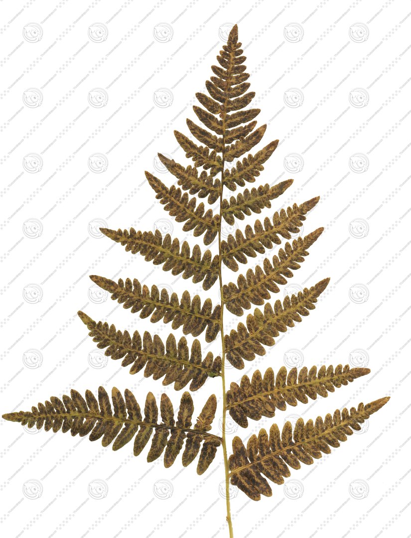 Dead Fern 01 - TurboSquid 636180