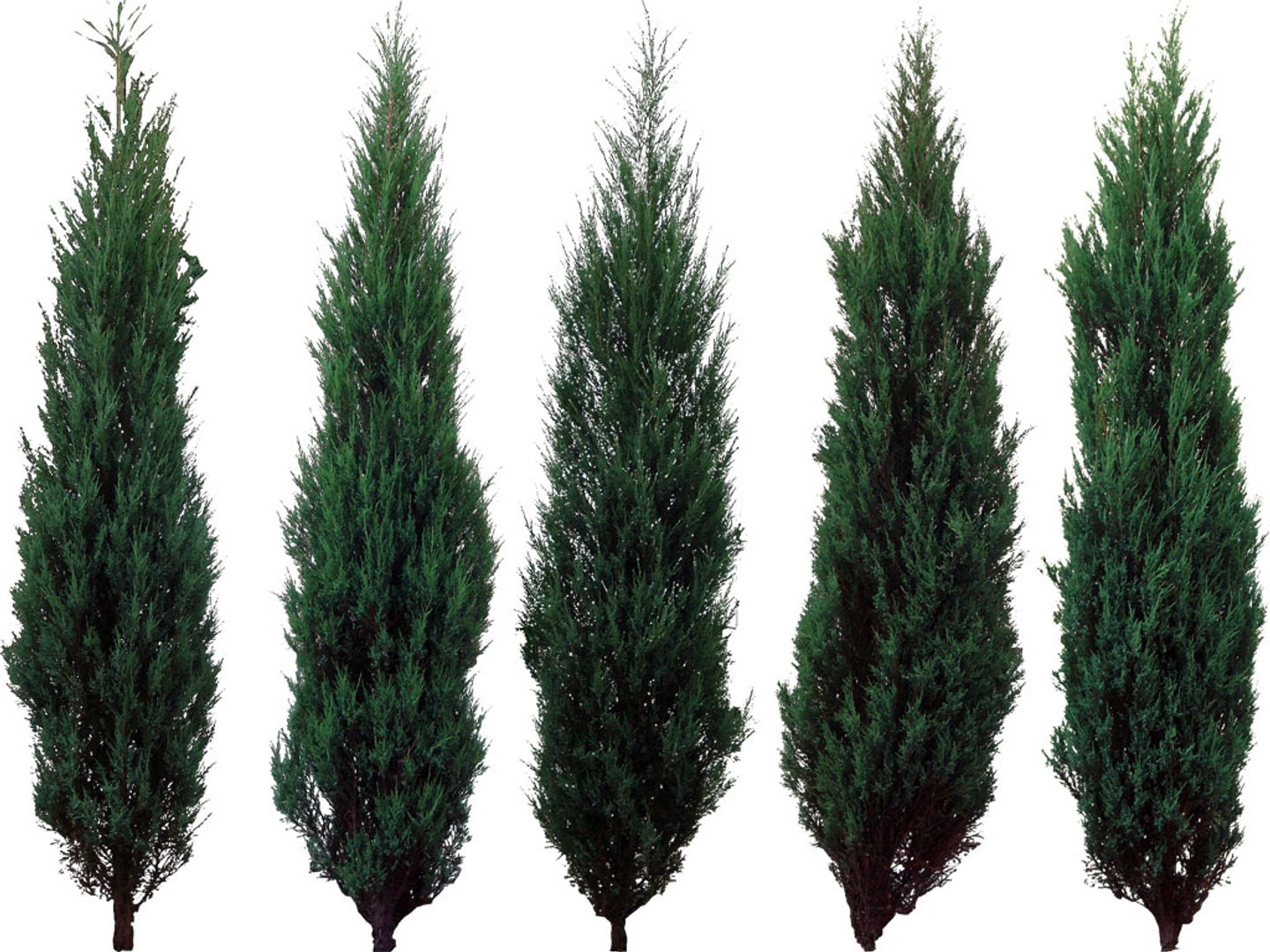 Trees - TurboSquid 641910