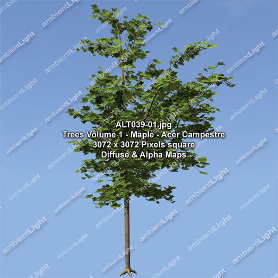 Tree Textures - Small Trees ALT039 - TurboSquid 654921