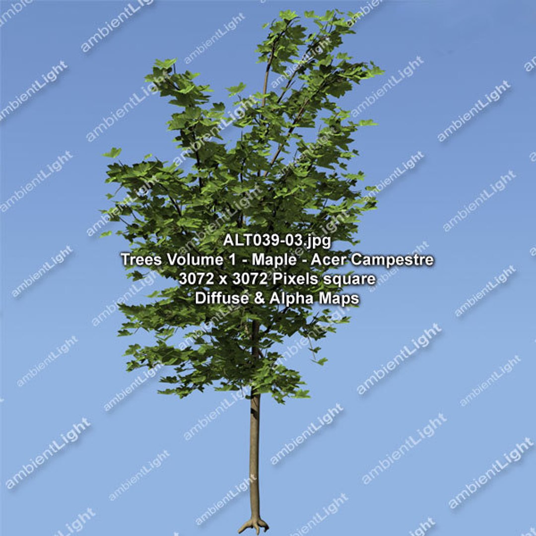 Tree Textures - Small Trees ALT039 - TurboSquid 654921