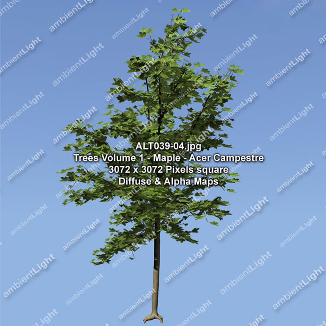 Tree Textures - Small Trees ALT039 - TurboSquid 654921