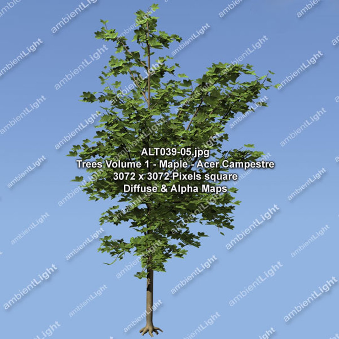 Tree Textures - Small Trees ALT039 - TurboSquid 654921