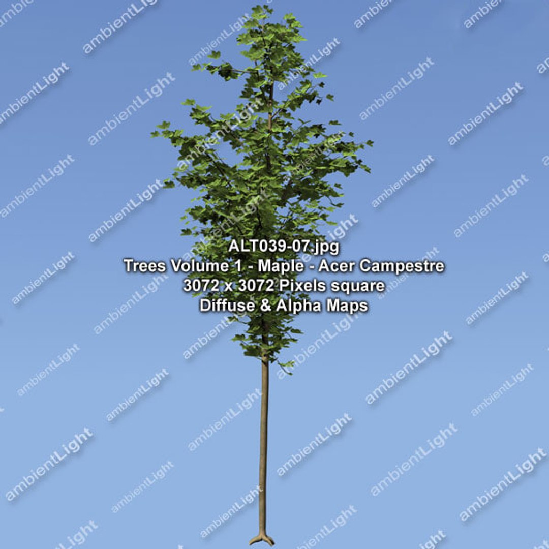 Tree Textures - Small Trees ALT039 - TurboSquid 654921