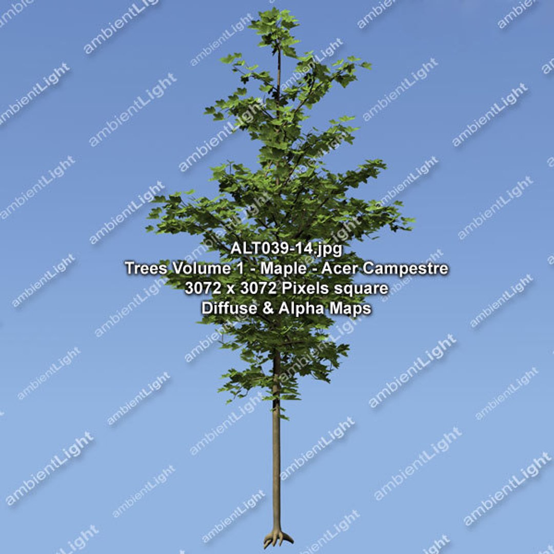 Tree Textures - Small Trees ALT039 - TurboSquid 654921