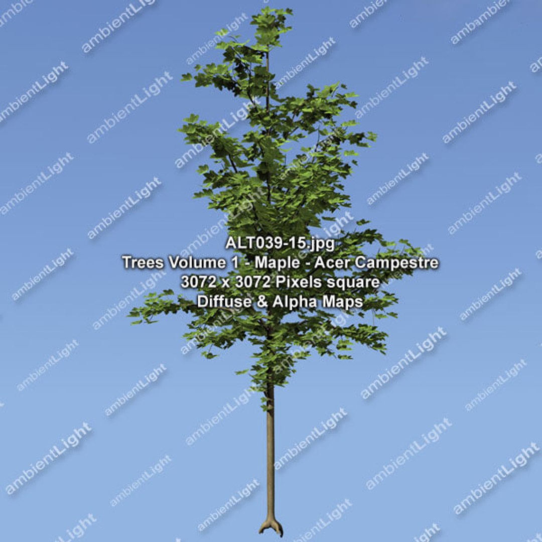 Tree Textures - Small Trees ALT039 - TurboSquid 654921