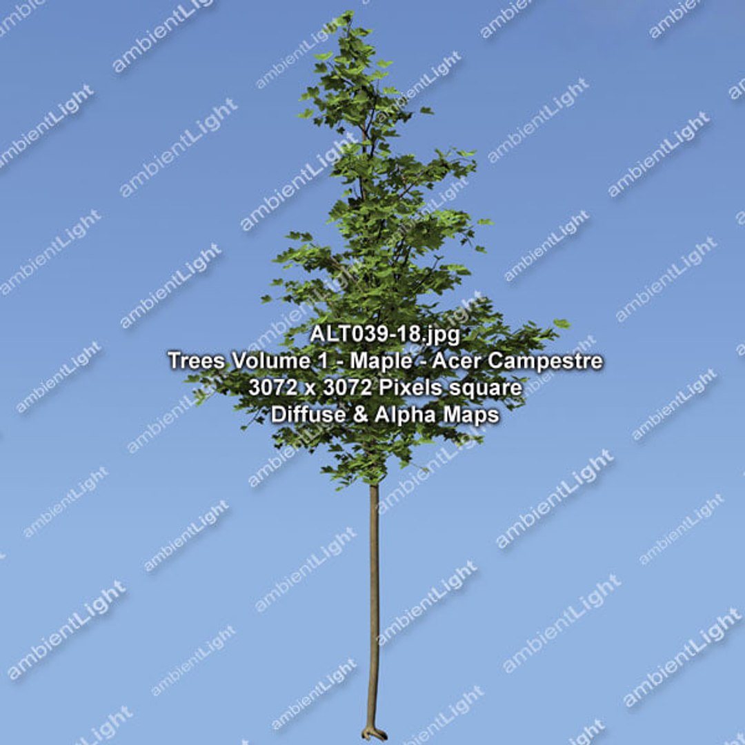 Tree Textures - Small Trees ALT039 - TurboSquid 654921