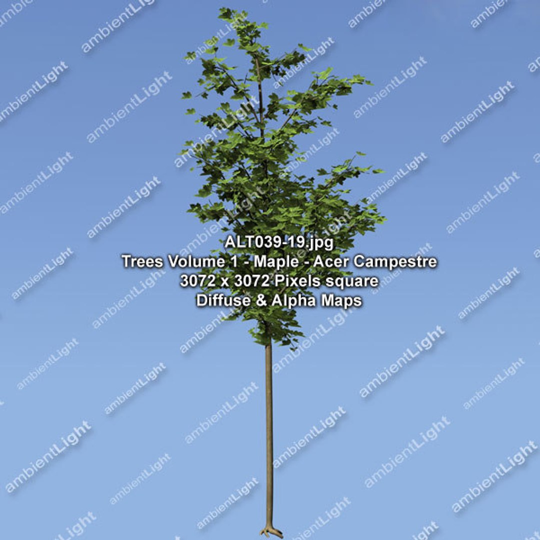 Tree Textures - Small Trees ALT039 - TurboSquid 654921