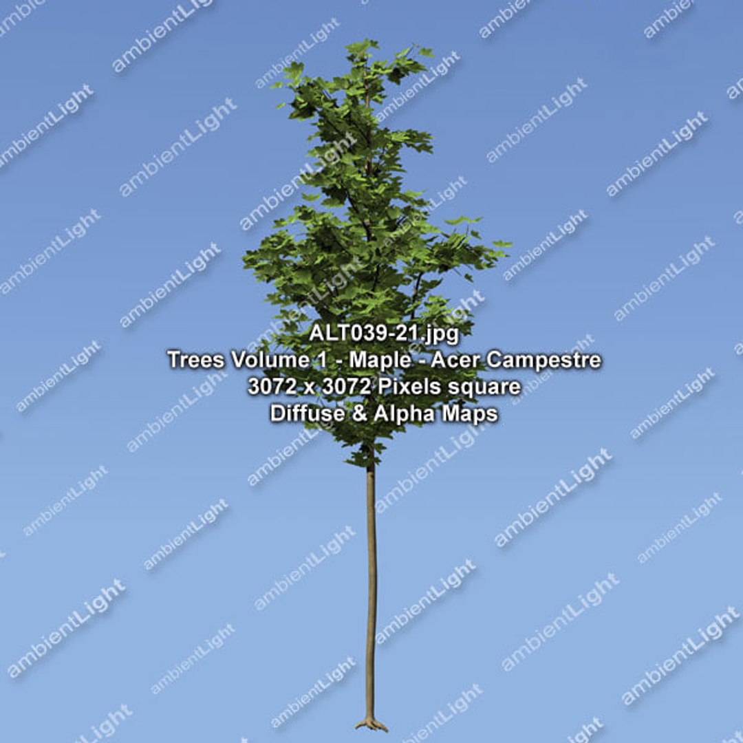 Tree Textures - Small Trees ALT039 - TurboSquid 654921