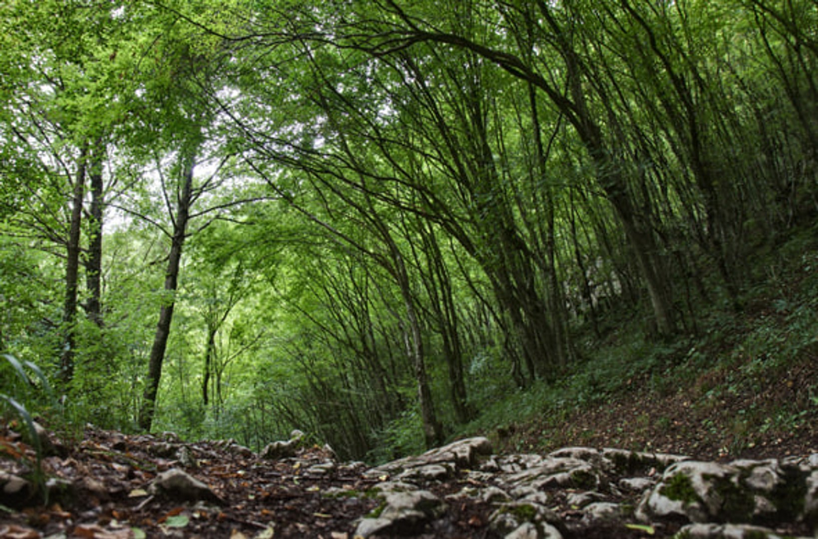 Forest Collection HDRI - TurboSquid 648950