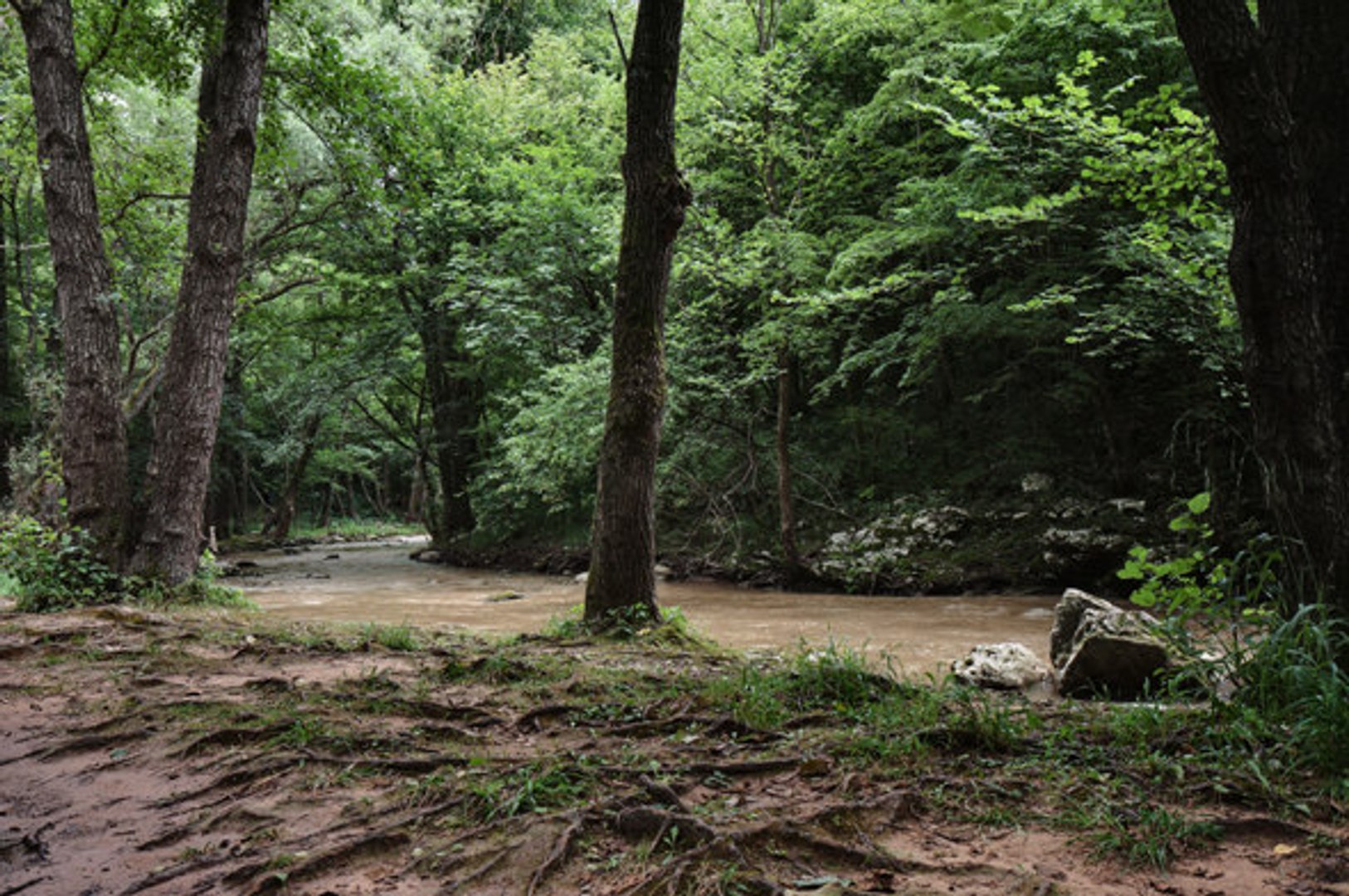 Forest Collection HDRI - TurboSquid 648950