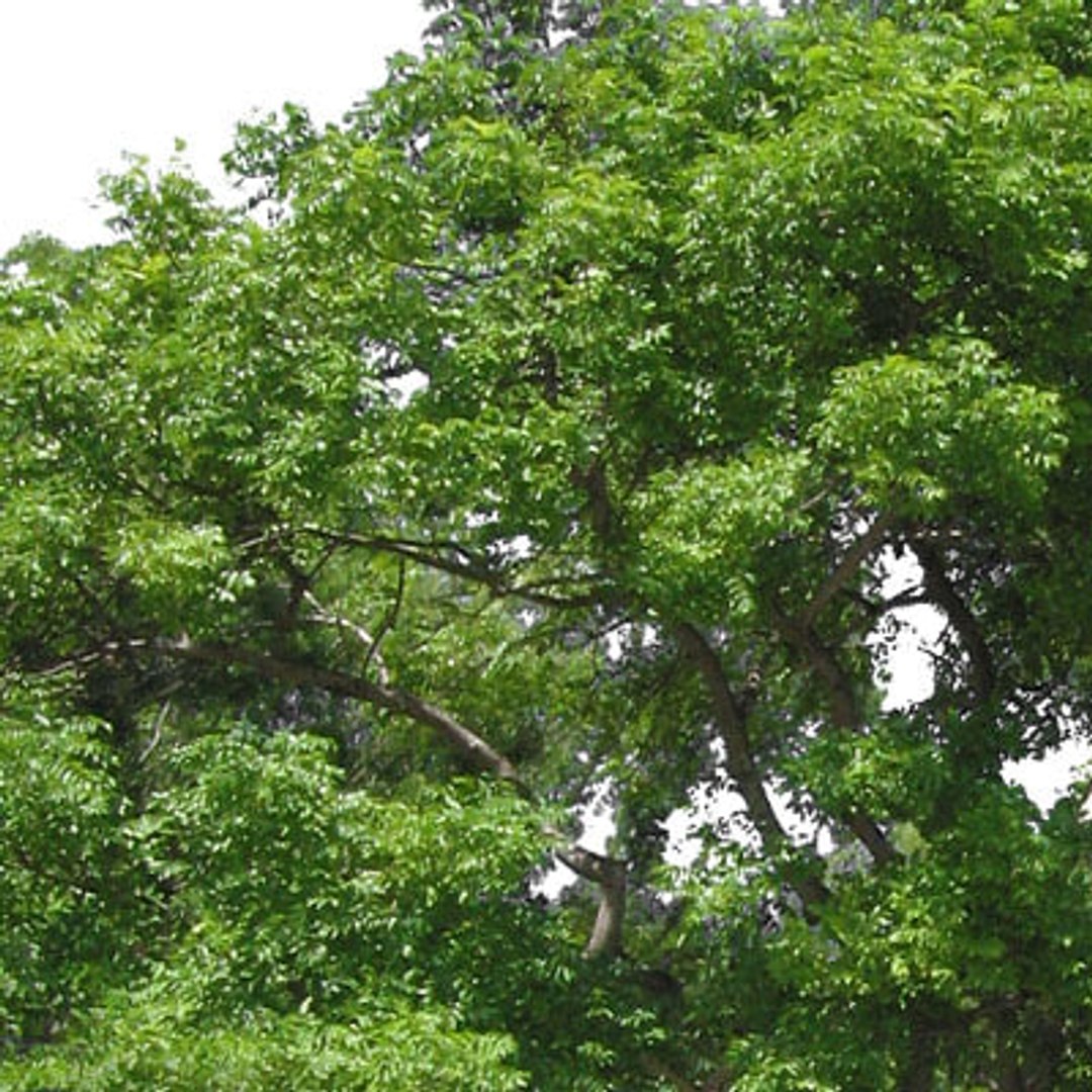 Neem Tree - TurboSquid 653876