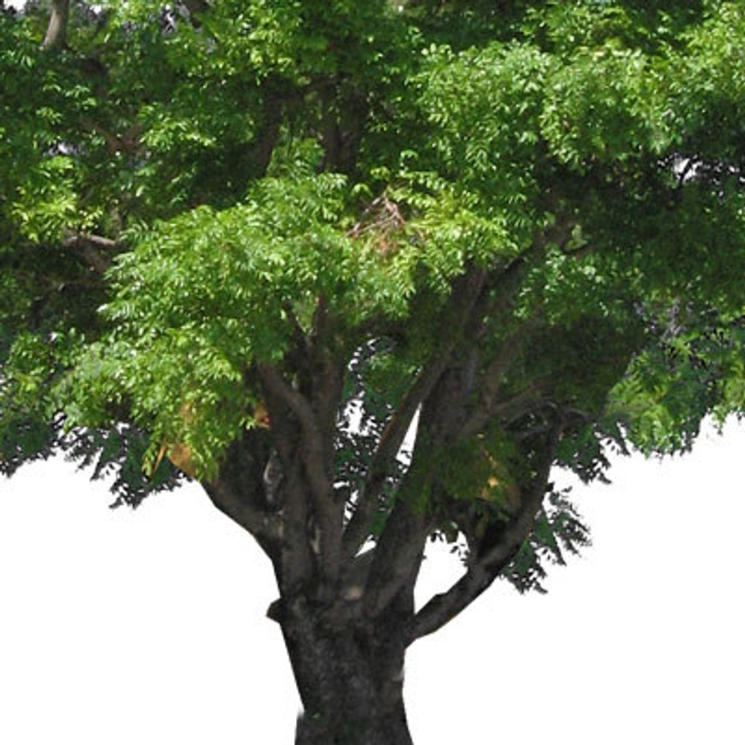 Neem Tree - TurboSquid 653876