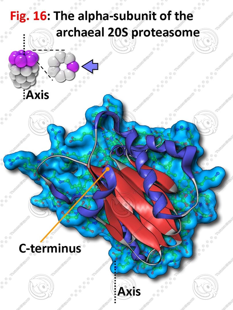 Anatomy of the Archaea 20S Proteasome - TurboSquid 671612