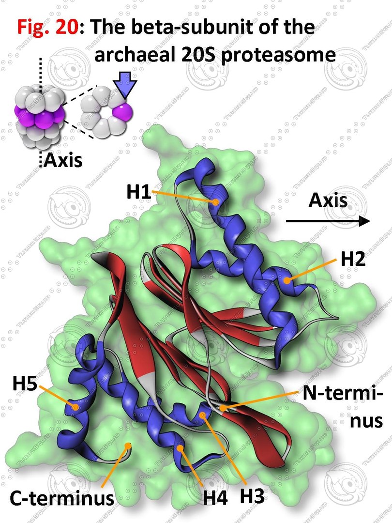 Anatomy of the Archaea 20S Proteasome - TurboSquid 671612