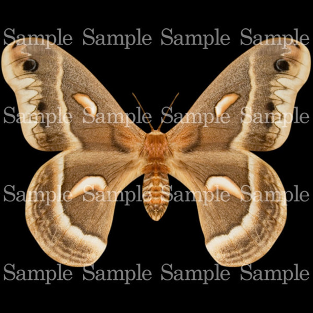 Insect Texture Texture Pack 2 - TurboSquid 648033